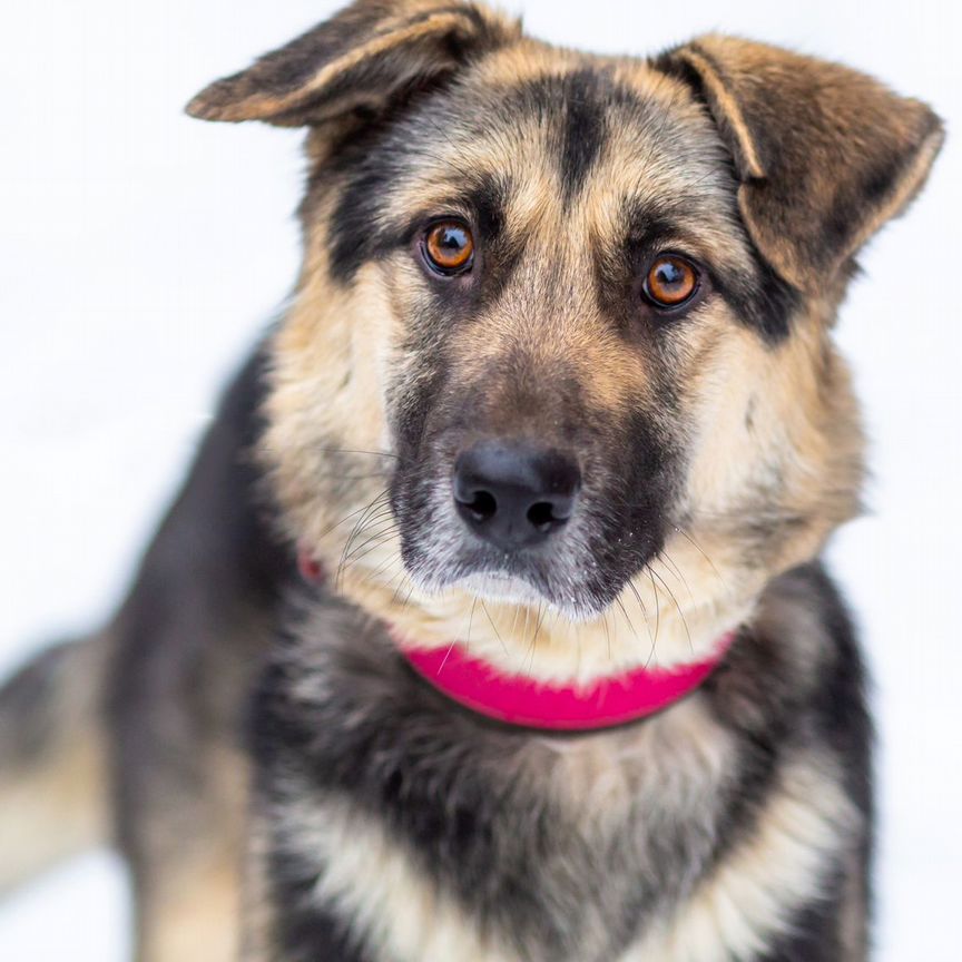 Взрослая собака в добрые руки