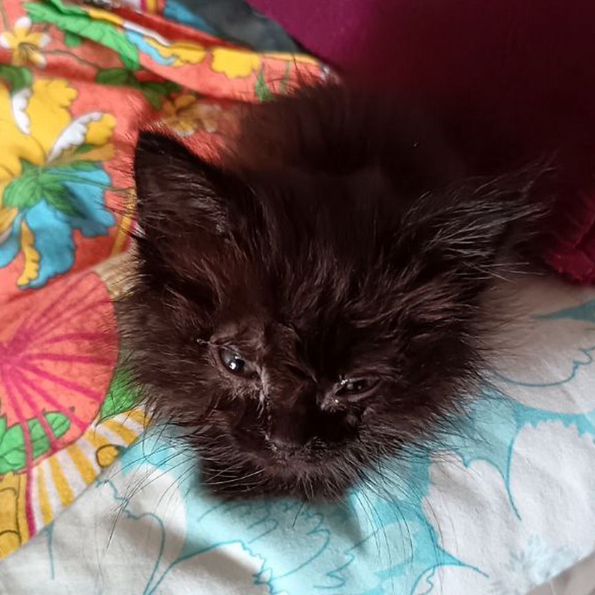 Черный котенок в добрые руки