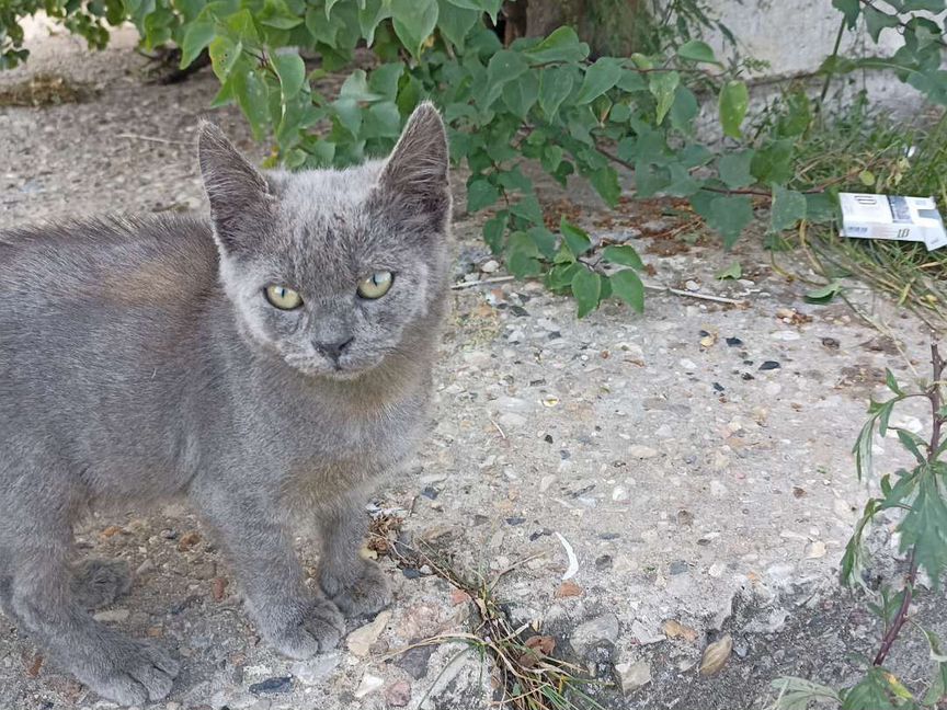 Котик