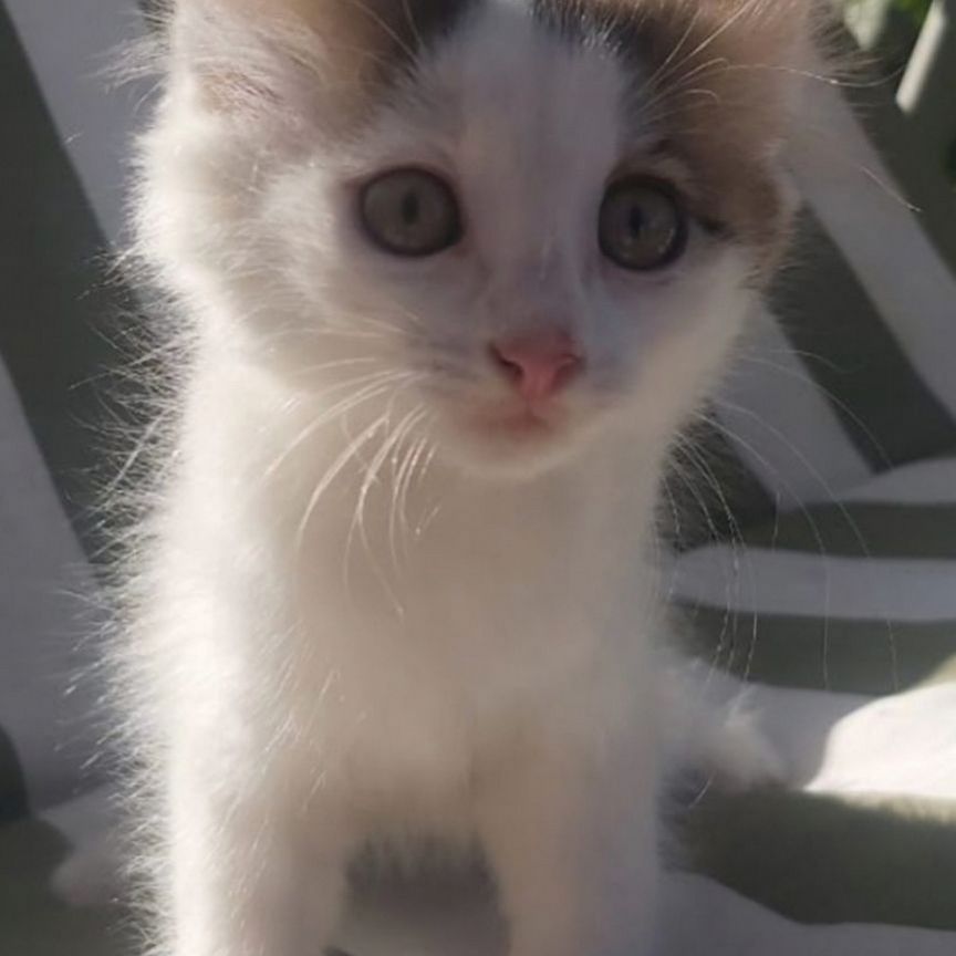 Котенок девочка 2, 5 мес