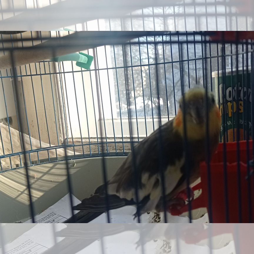 Попугай корелла говорящий