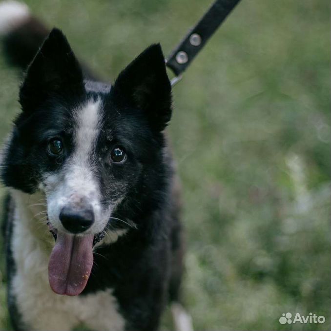 Очаровательный лисёнок ищет дом