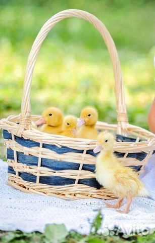 Продаются суточные утята