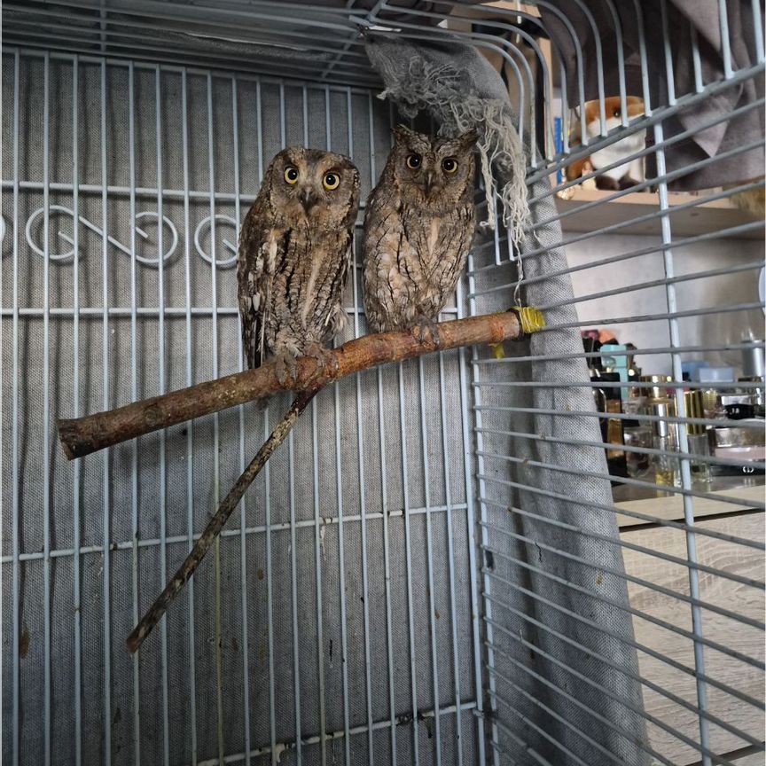 Продам птиц с клеткой- торг