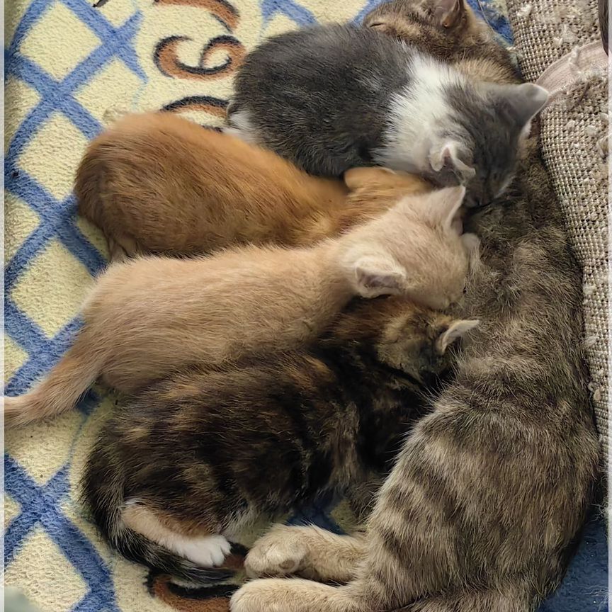 Котёнок в добрые руки
