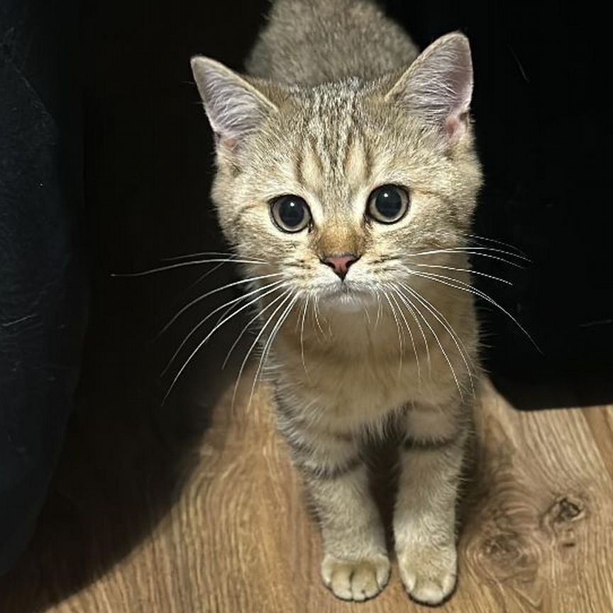 Шотландский кот