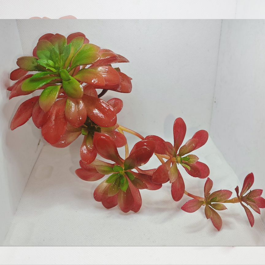 Декоративные растения для террариума