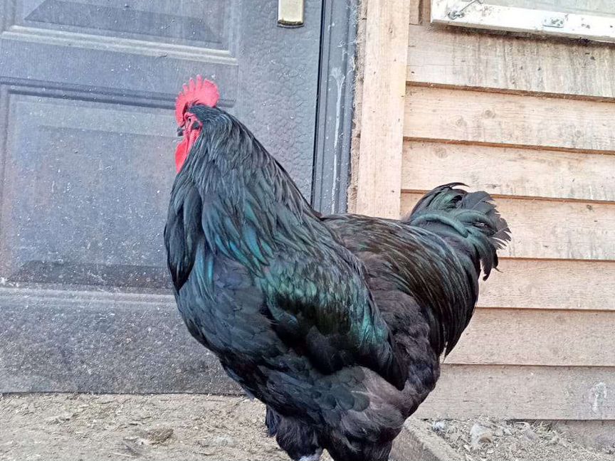 Петух Джерсийский гигант