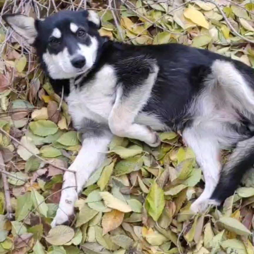 Щенки в добрые руки