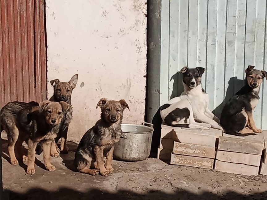 Щенок в добрые руки