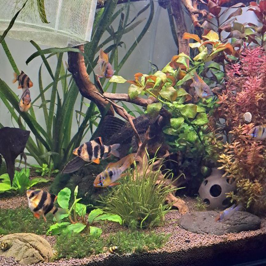 Аквариум кубик