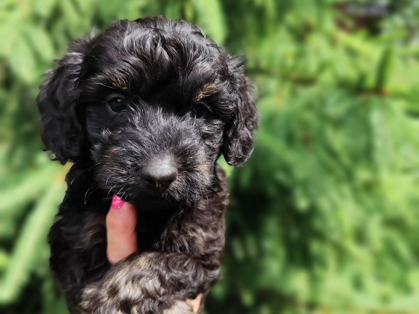 Мальчик Метис