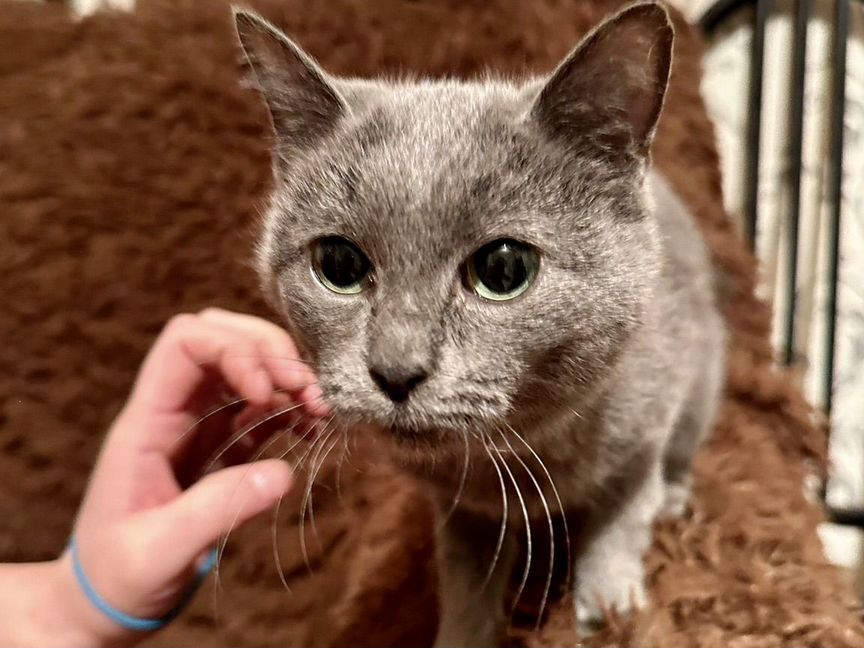 Серебристая красавица Тиша