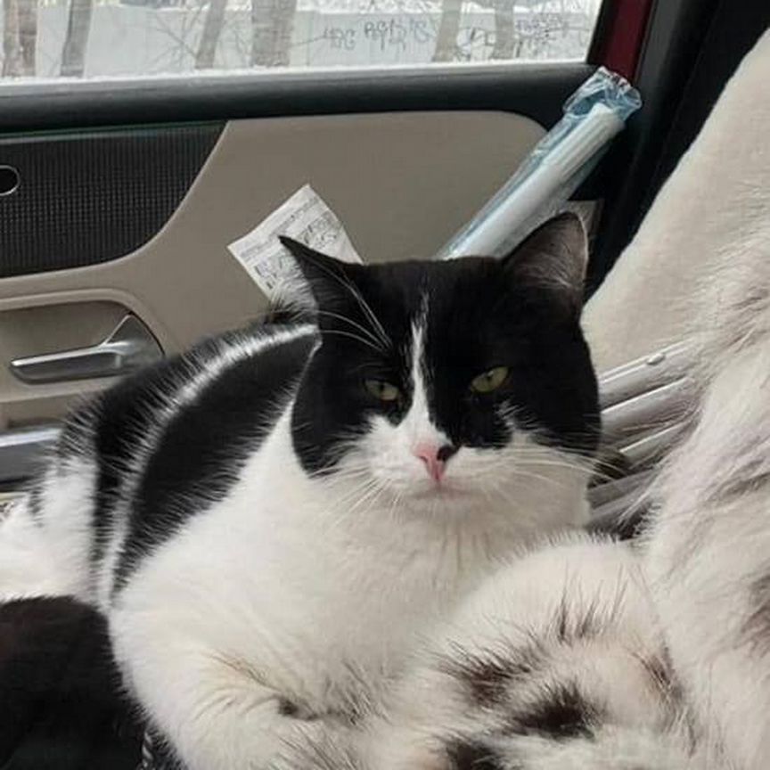 Потеряшки кошки