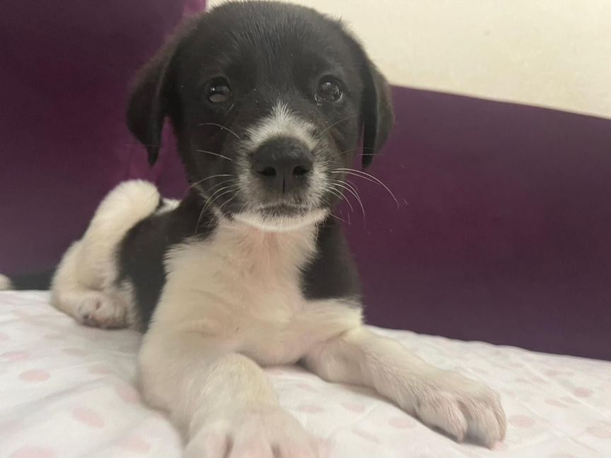 Щенок в добрые руки