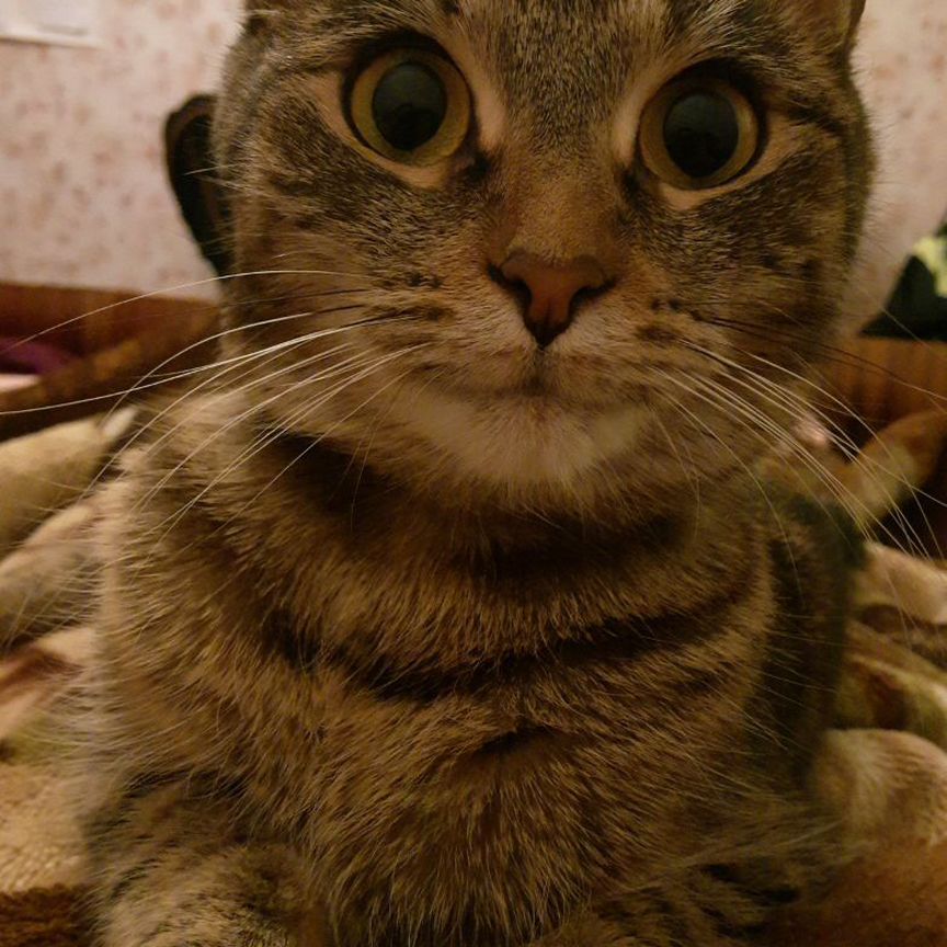 Кошки в добрые руки бесплатно