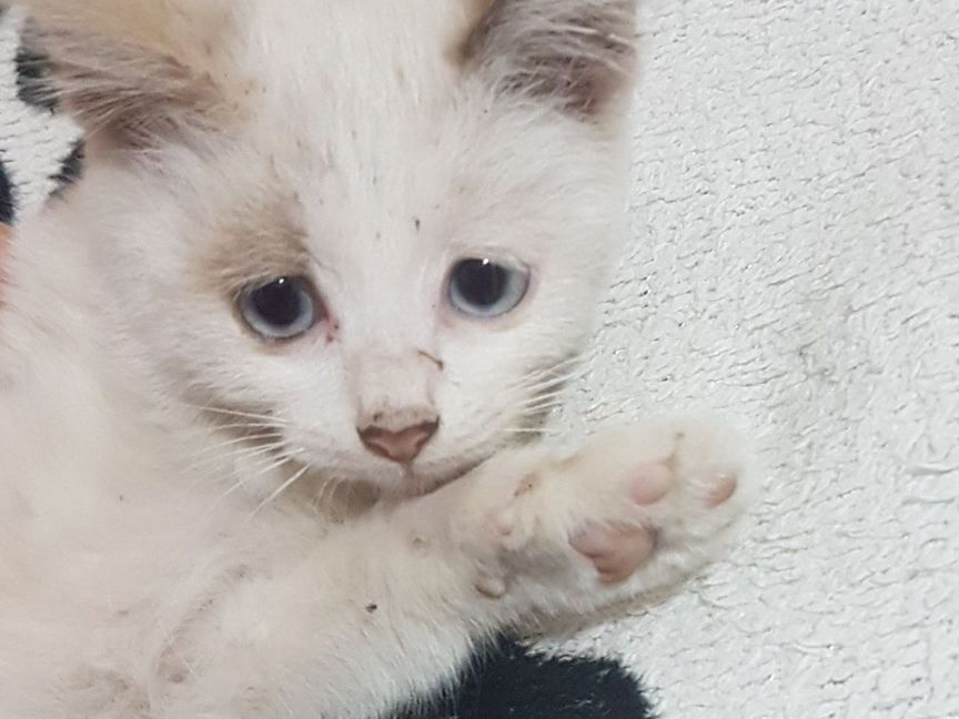 Котята