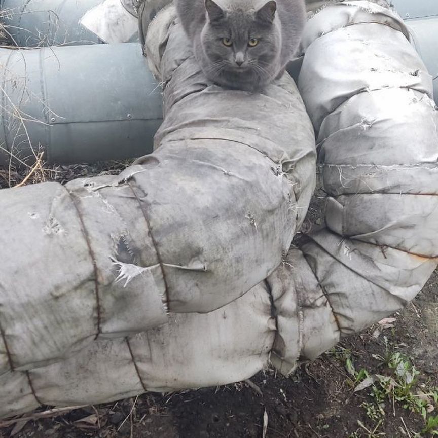 Кот в добрые руки