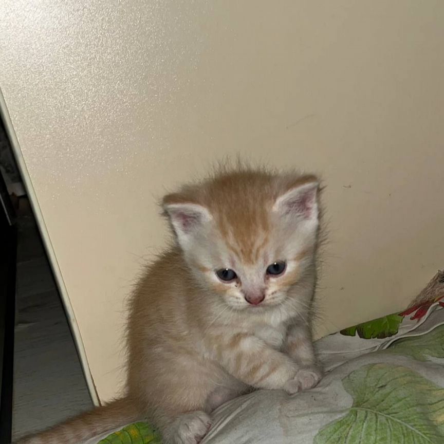 Британские вислоухие котята