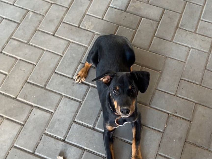 Отдам добермана