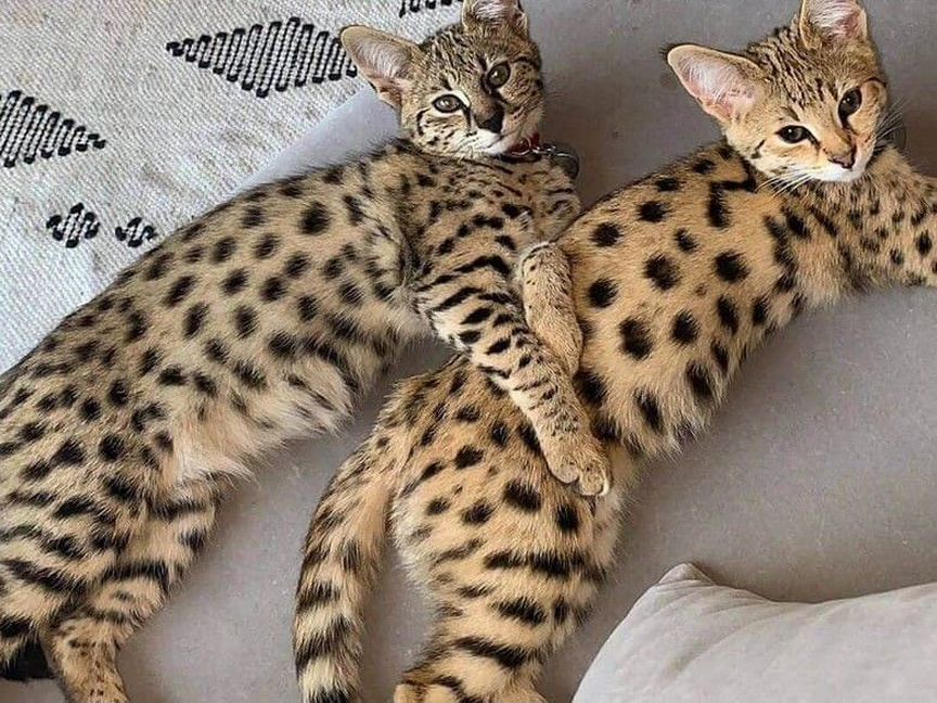 Саванна. Кот бесплатно