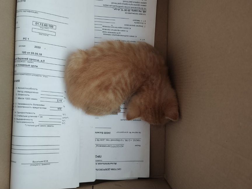 Котёнок рыжий