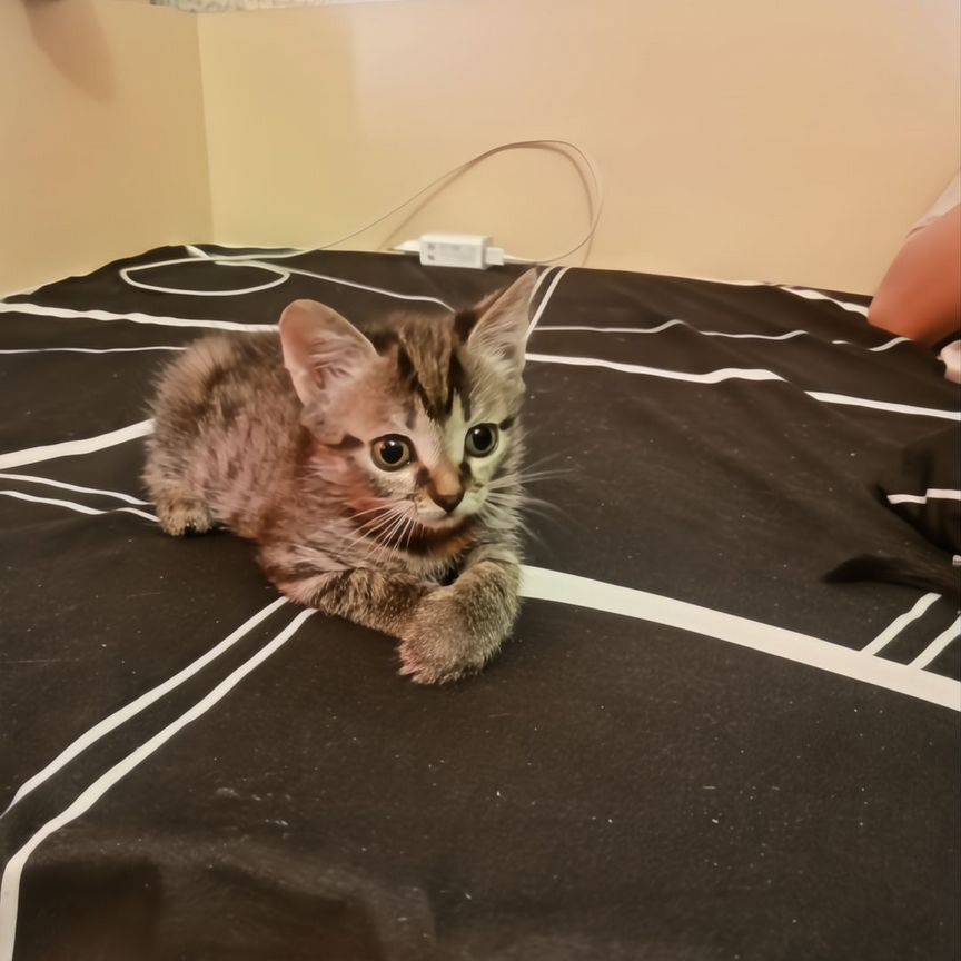 Котёнок в добрые руки