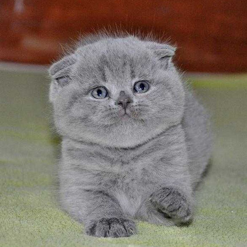 Шотландская вислоухая кошечка