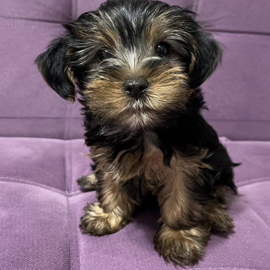 Йоркширский терьер, щенок