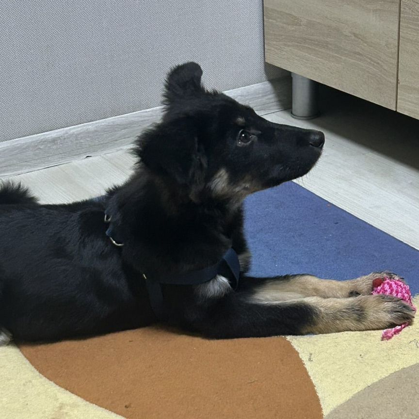 Щенок в добрые руки