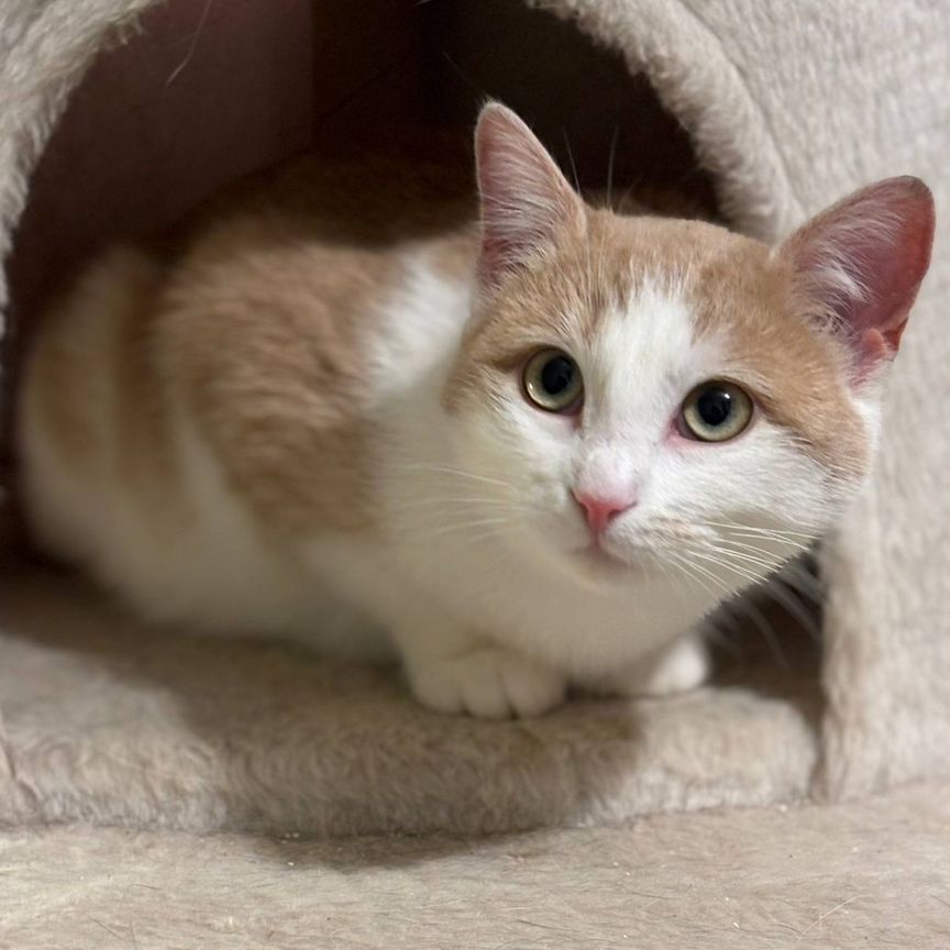 Взрослая, кошка в добрые руки