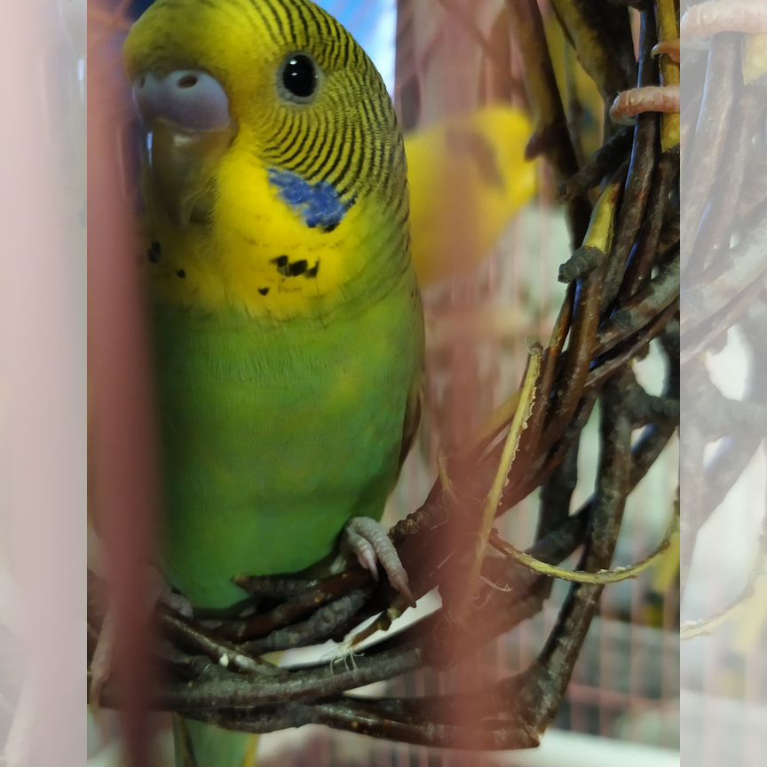 Птенцы волнистый попугай