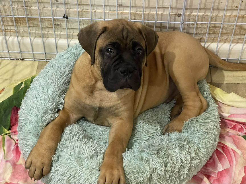 Бульмастиф мальчик