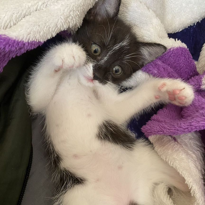 Отдам котенка в добрые руки девочка