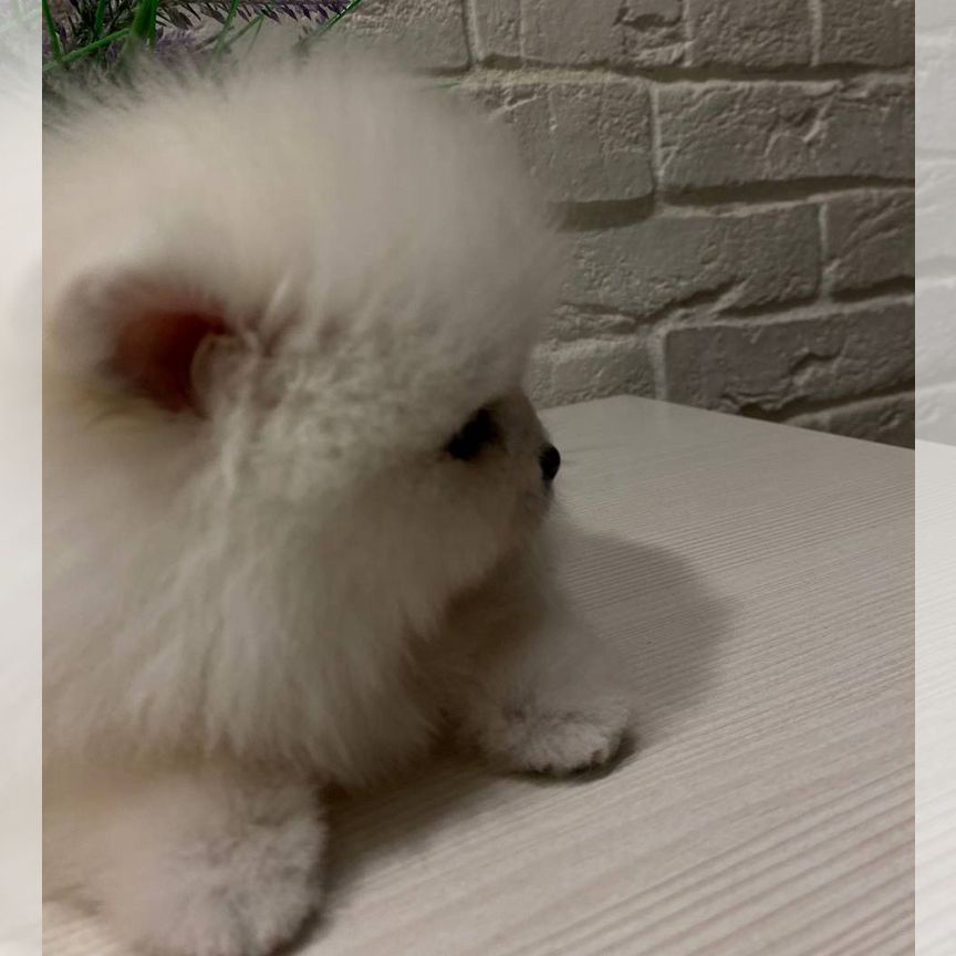 Померанский шпиц, щенок