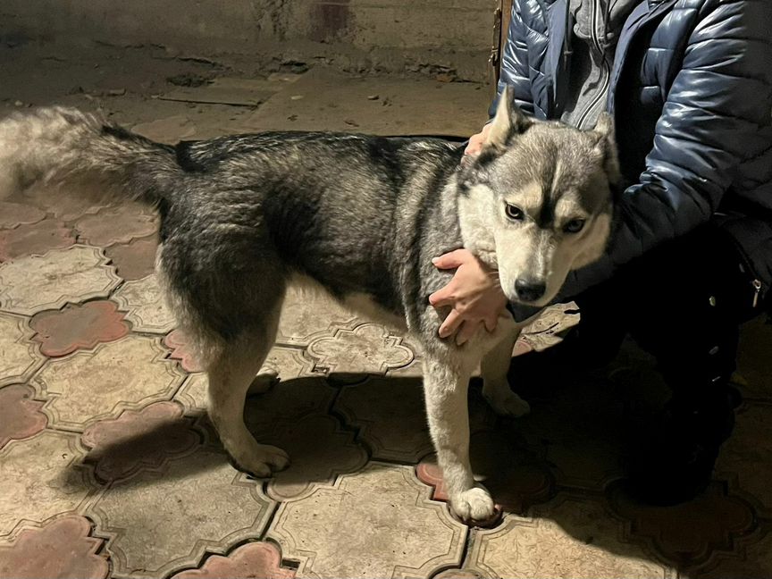Хаски найденыш