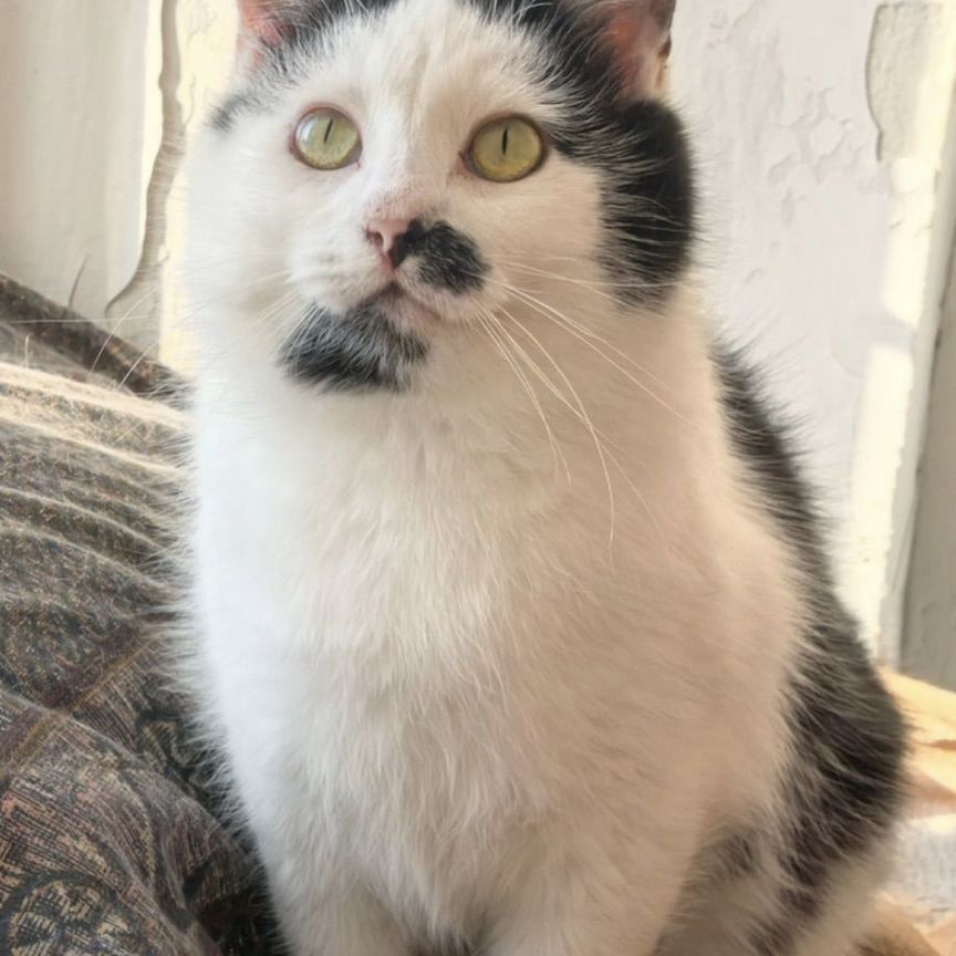 Котя в добрые руки