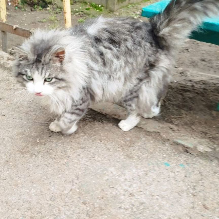 Котик в добрые руки
