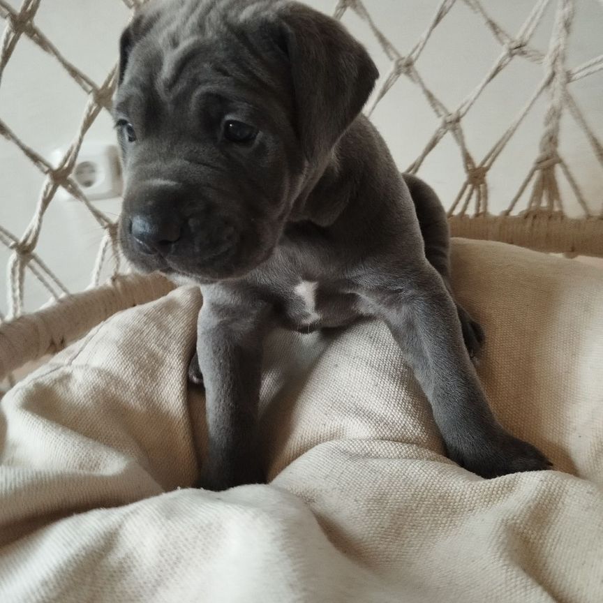 Щенки Кане Корсо