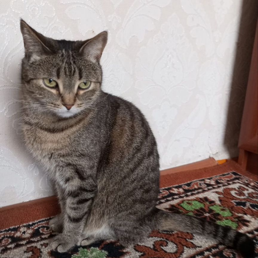 Кастрированный кот Роня 6 лет