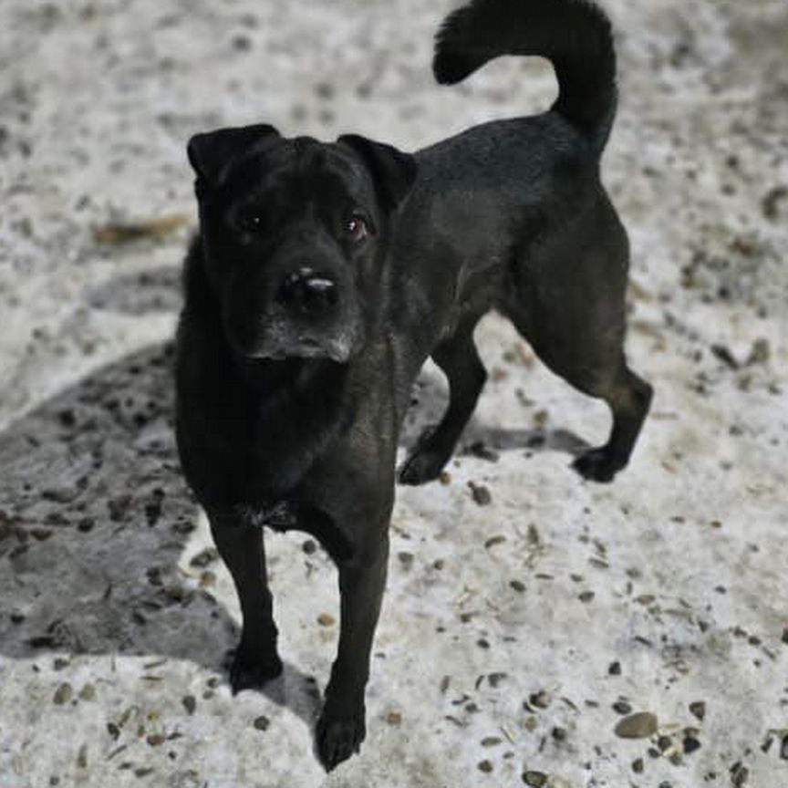 Шарпей, взрослый пёс