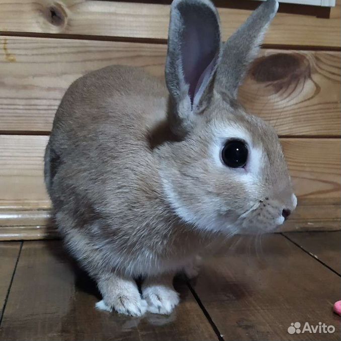 Отдам в добрые руки декоративного кролика
