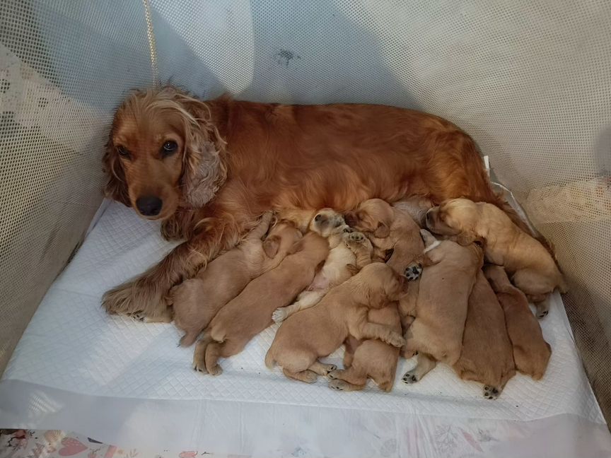 Кокер спаниель английский