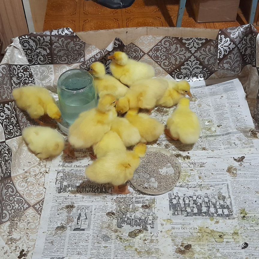 Продаю гусят