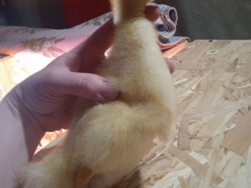 Утята муларды