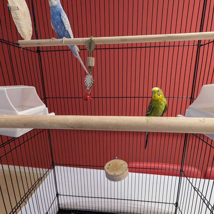 Попугаи с клеткой