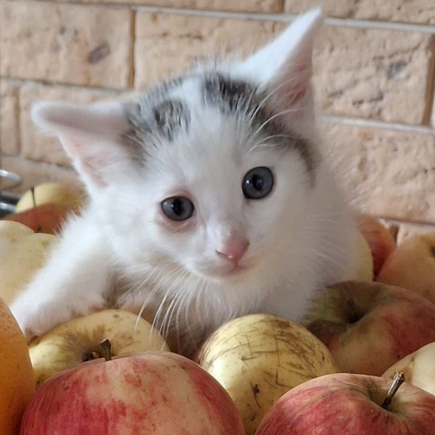 Котенку из садоводства некуда идти