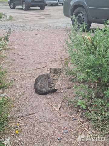 Котята бесплатно