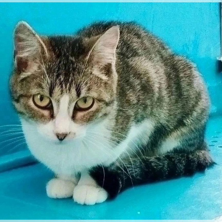 Взрослая, кошка в добрые руки