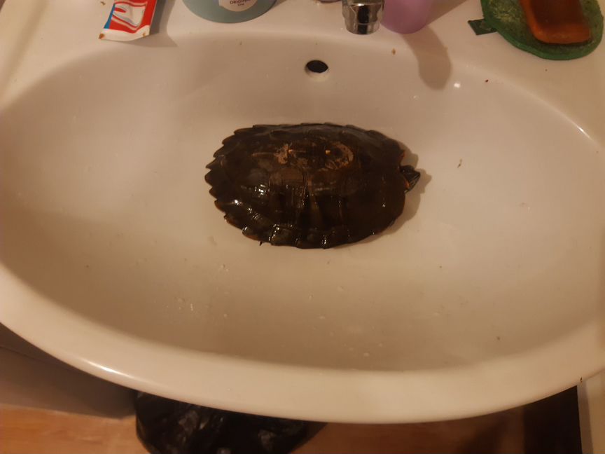 Отдам в добрые руки